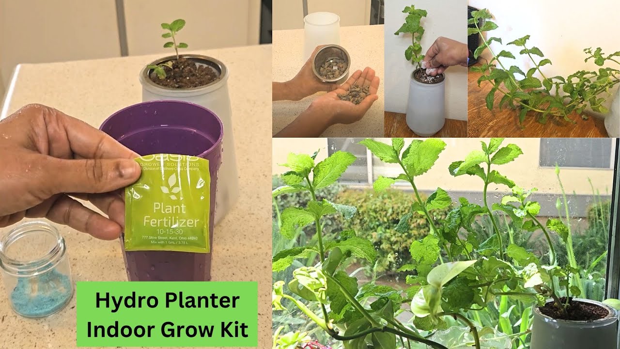 Growing Mint using Hydro Planter | Indoor Grow Kit 🍃 - YouTube
