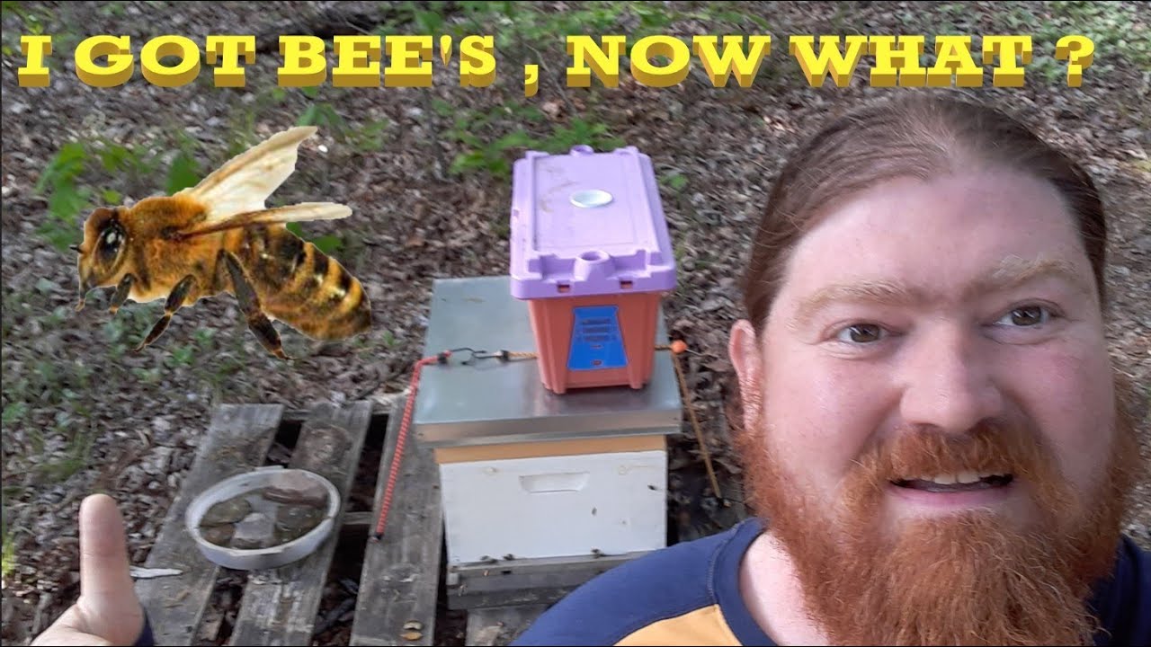 Installing Bee Nuc , Getting Started Beekeeping - YouTube