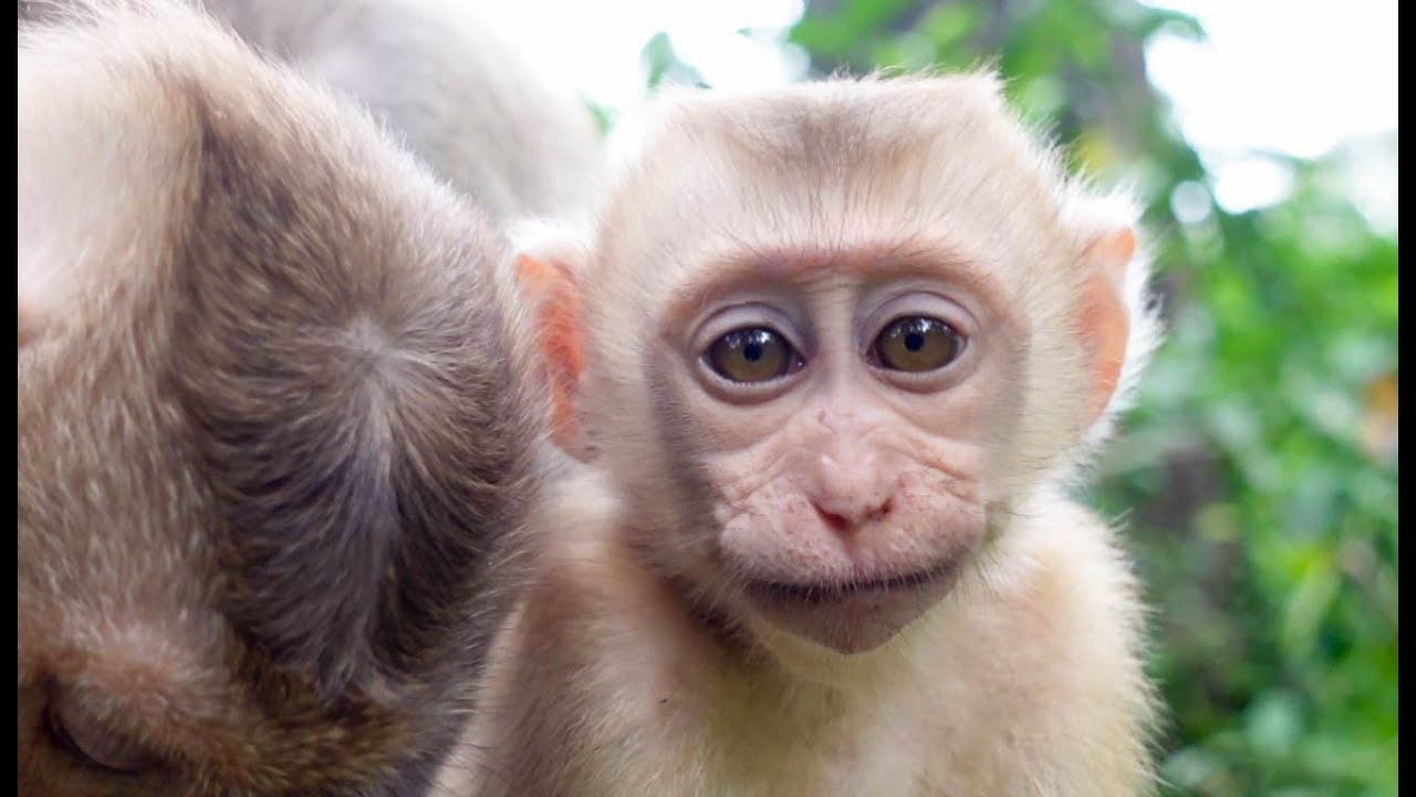 That Amazing Animal Love Grooming, Hilarious Moment - YouTube