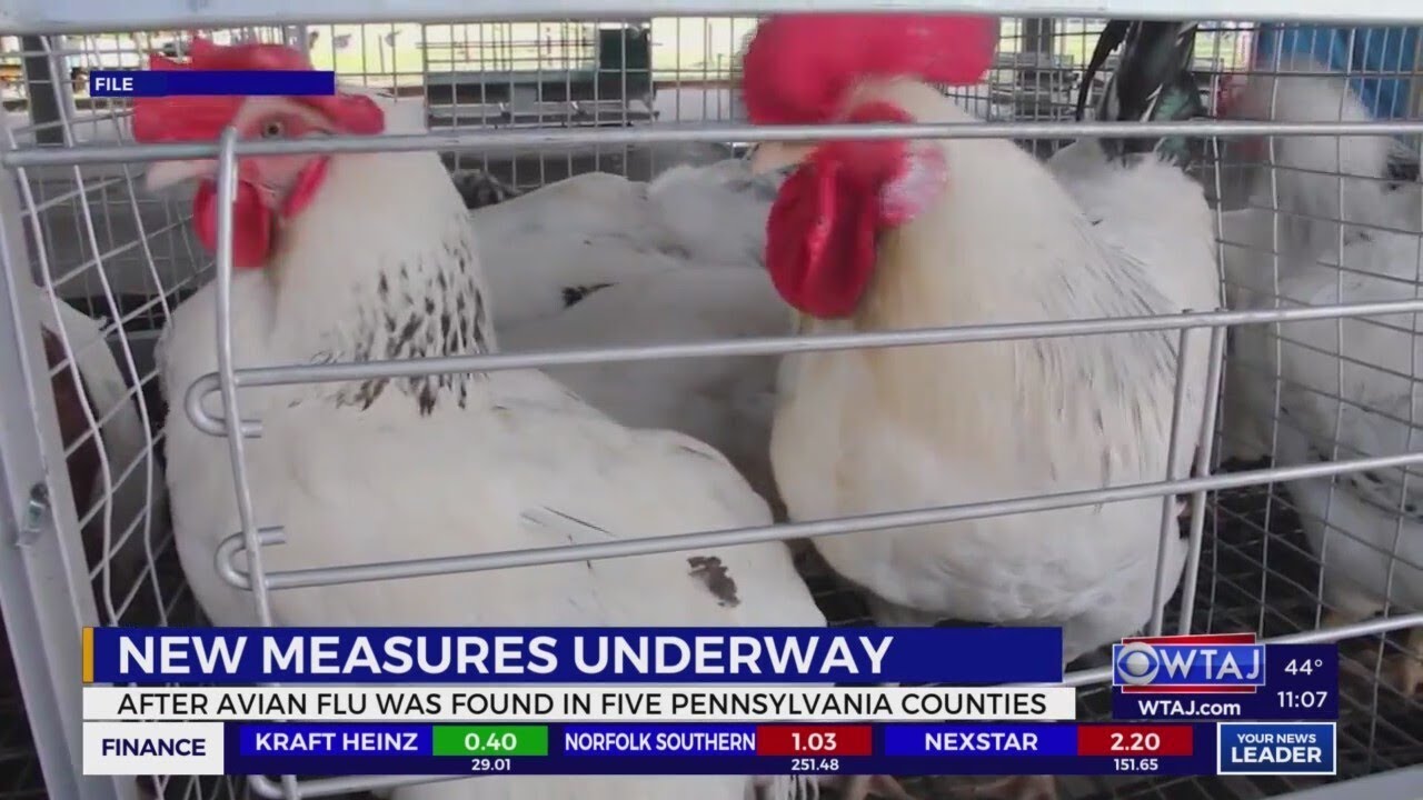 Avian flu found in 5 Pennsylvania counties; new measures underway - YouTube