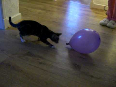 Funny Cat + static / balloon = ? - YouTube