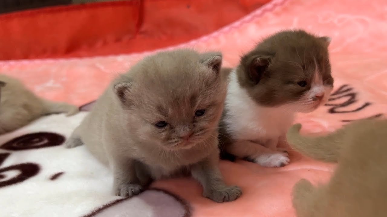 The cutest kittens with different coat colors. - YouTube