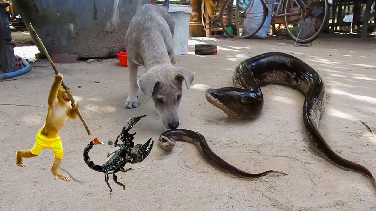 Terrible Video ! SokYaa Halaand Meet Giant Eel Attack - YouTube