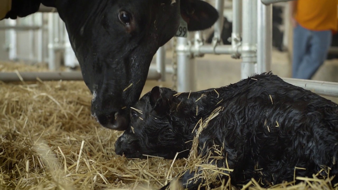 Night Hawk Dairy: How They Use 'Beef on Dairy' Breeding - YouTube