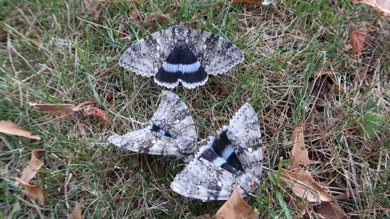 Blue underwing / Clifden nonpareil: Catocala fraxini - YouTube