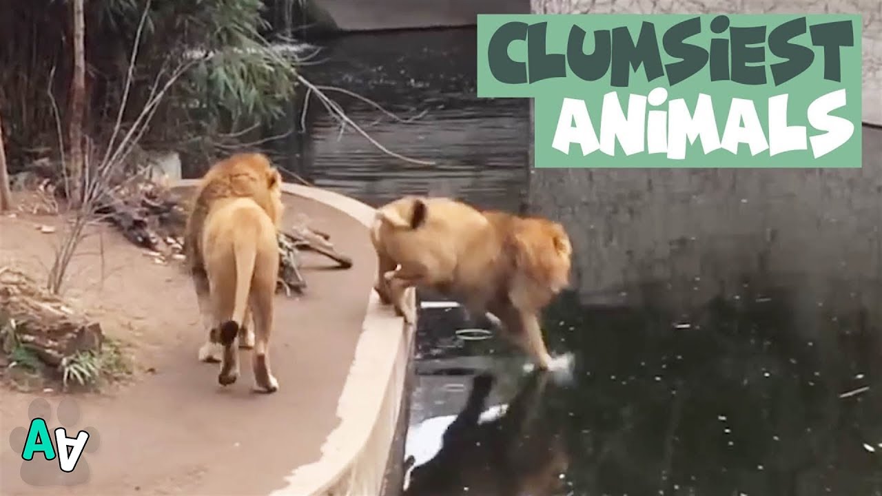 The Clumsiest Animals Ever Compilation | Funny Animal Fails - YouTube