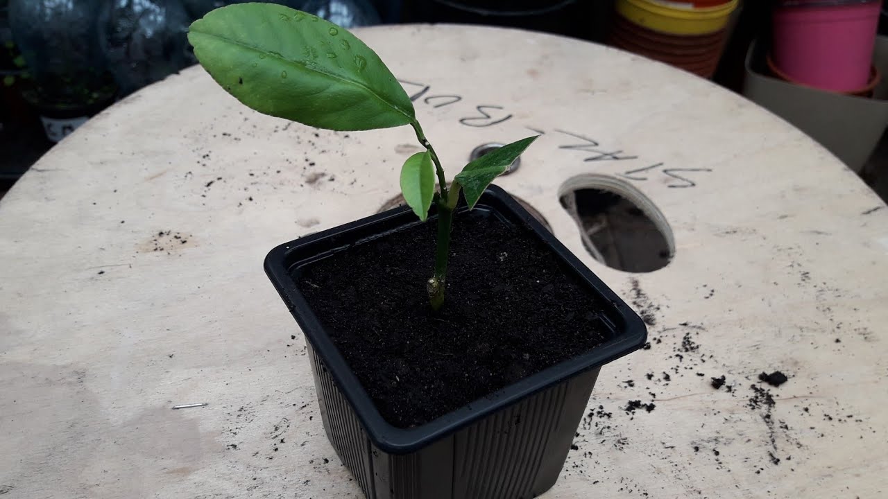 odc.77. Cytryna sadzonka , super system korzeniowy - YouTube