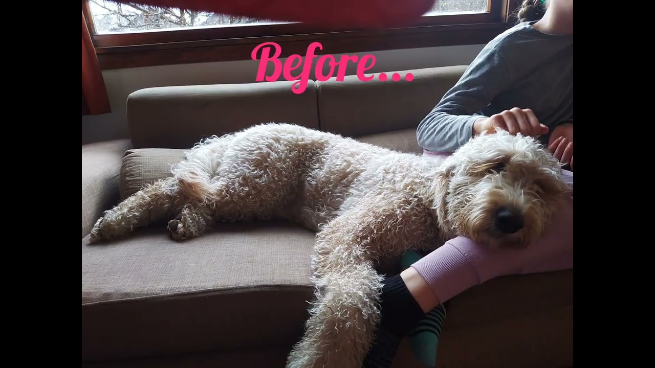 dog being clipped before and after! - YouTube