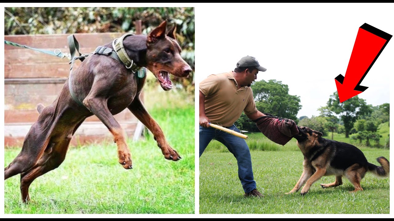Top5 MEJORES perros Poderosos para DEFENSA personal - YouTube