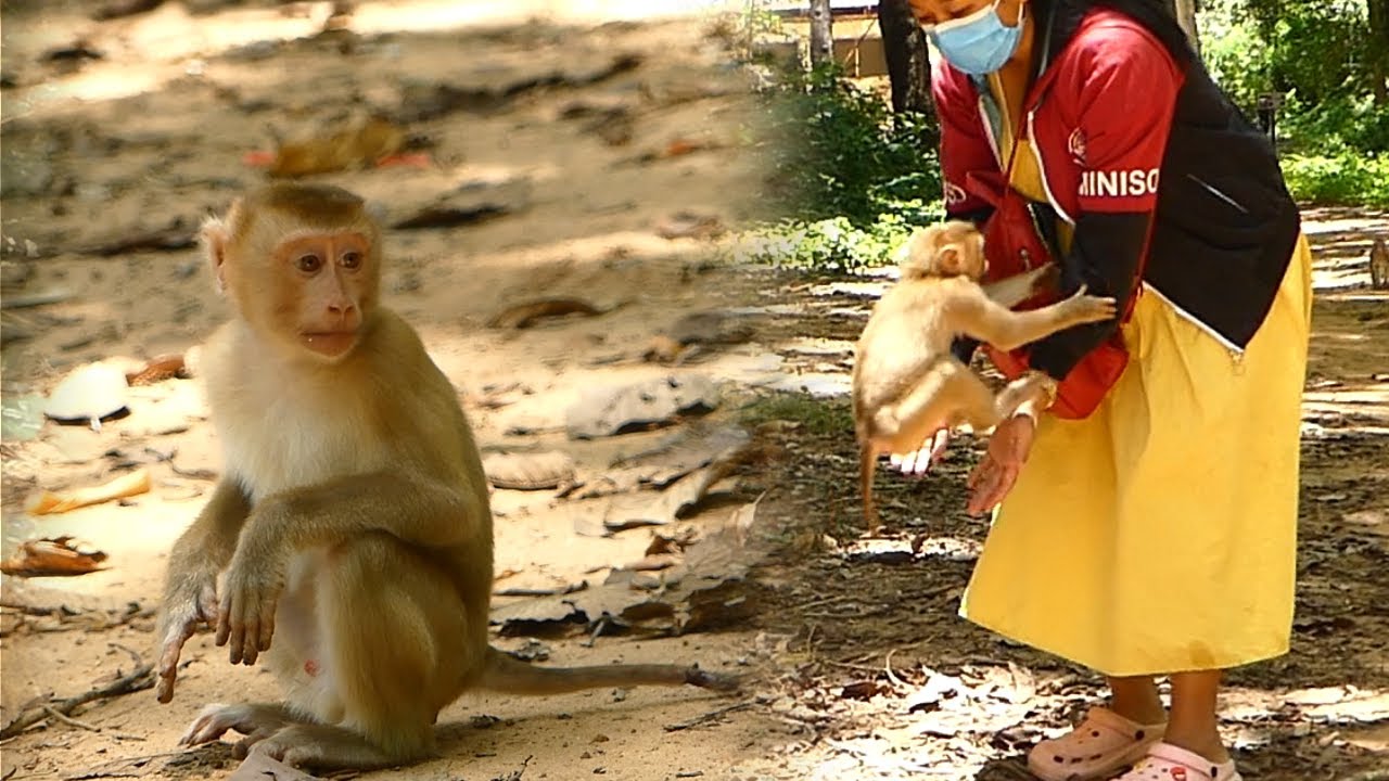 Because Of Mom, Benjo Hear Mom`s Sound Call Him, Benjo Run to climb On ...