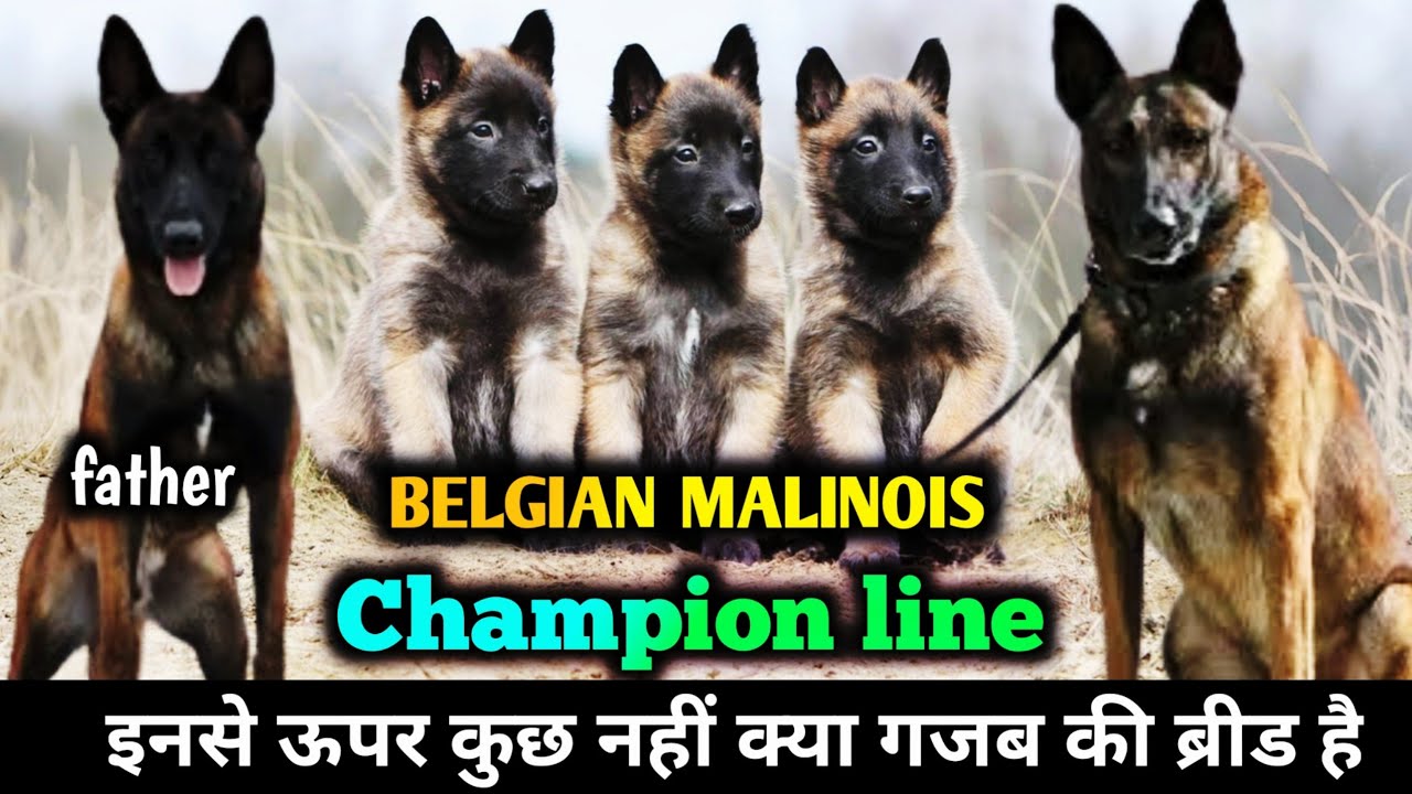 Belgian malinois champion 🏆 line puppies | Show quality Belgian ...