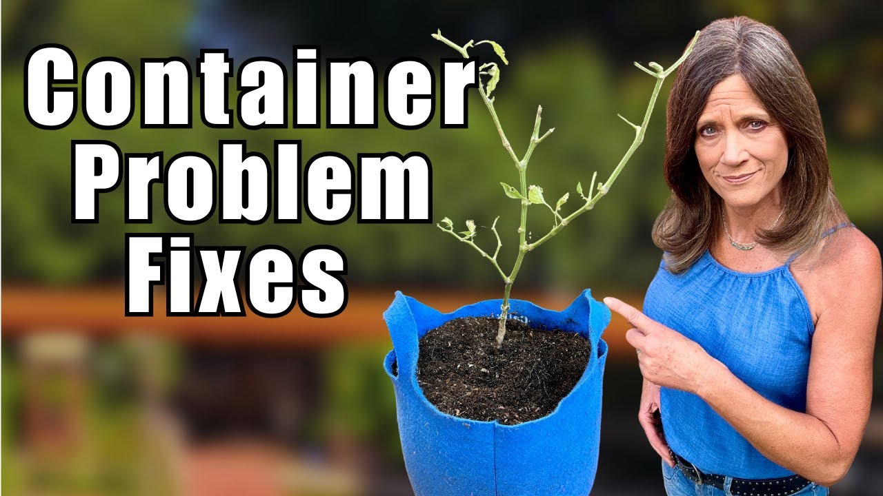 Why Your Container Garden Isn’t Growing (And How to Fix It Before It’s ...