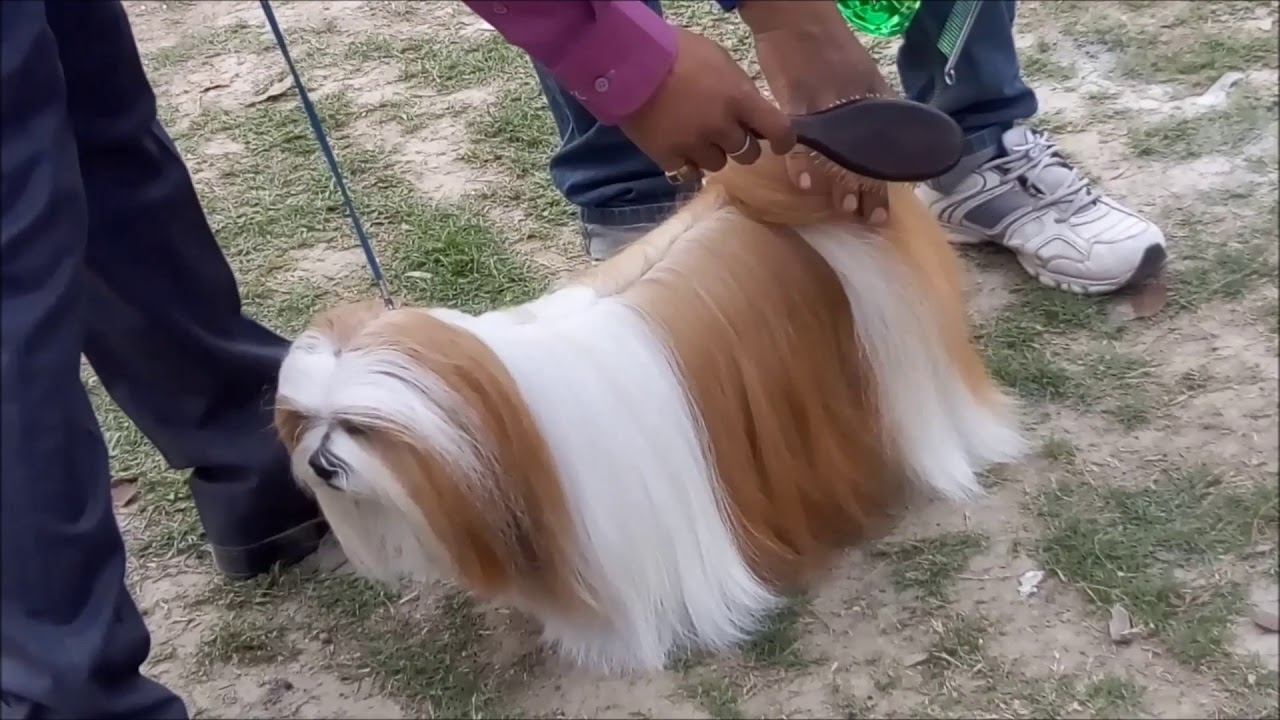 Beauty Queen Dog Lhasa Apso l Lhasa Apso in the Ring l Lhasa Apso in ...