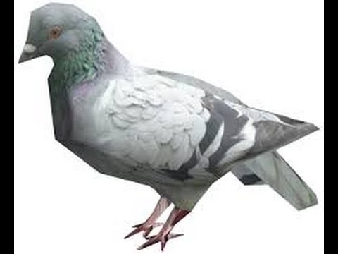 GTA 4   Flying Rats Guide Endangered Species Achievement  Trophy 1080p