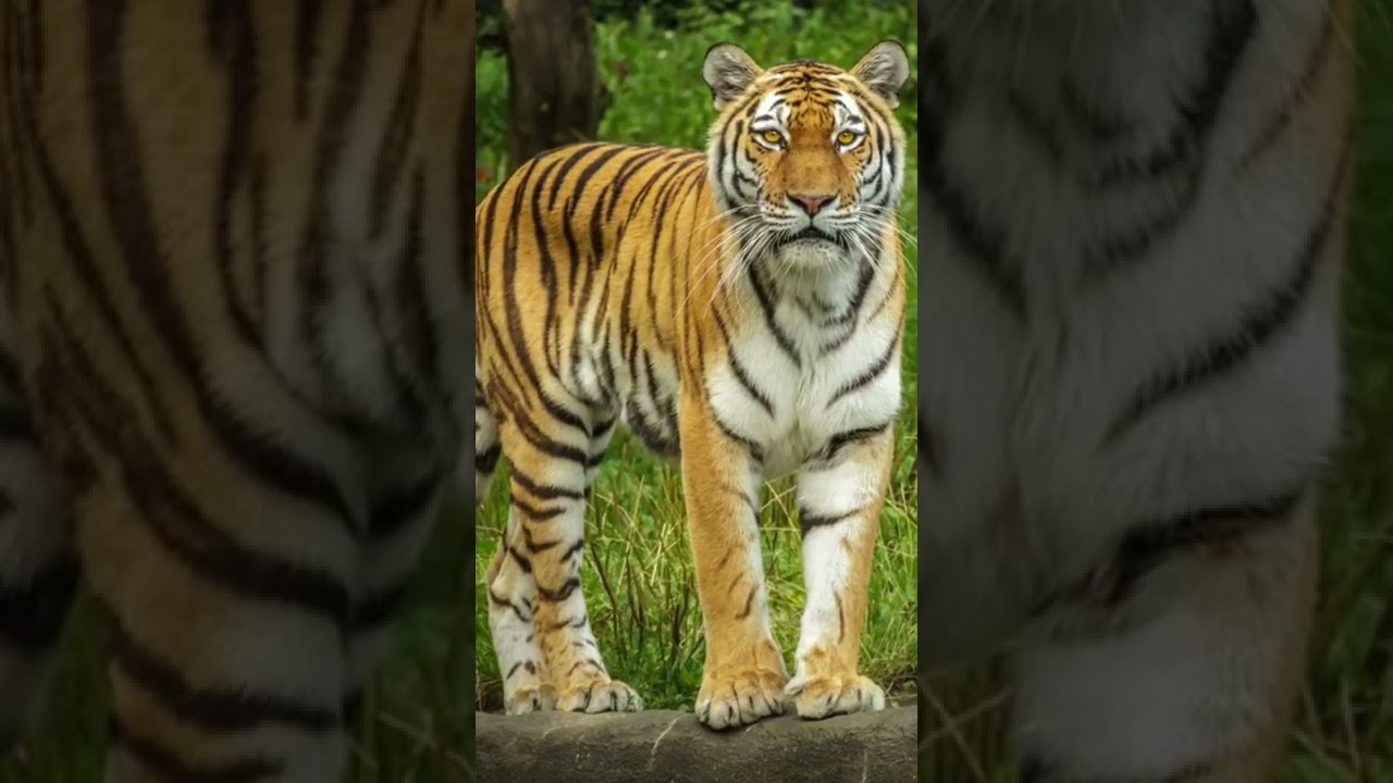 Tiger Namibia | tigers #namibia #worldanimalday #shorts - YouTube