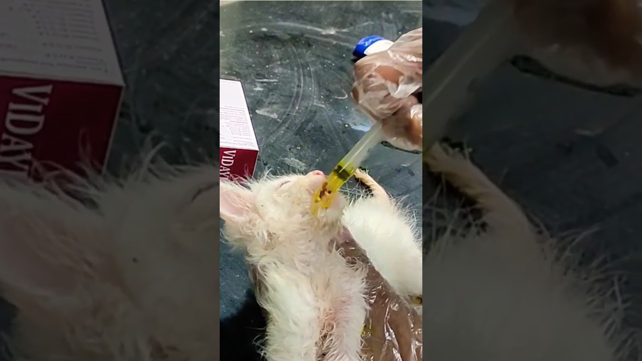 Giving her a little more syrup and then doing a massage little to help ...