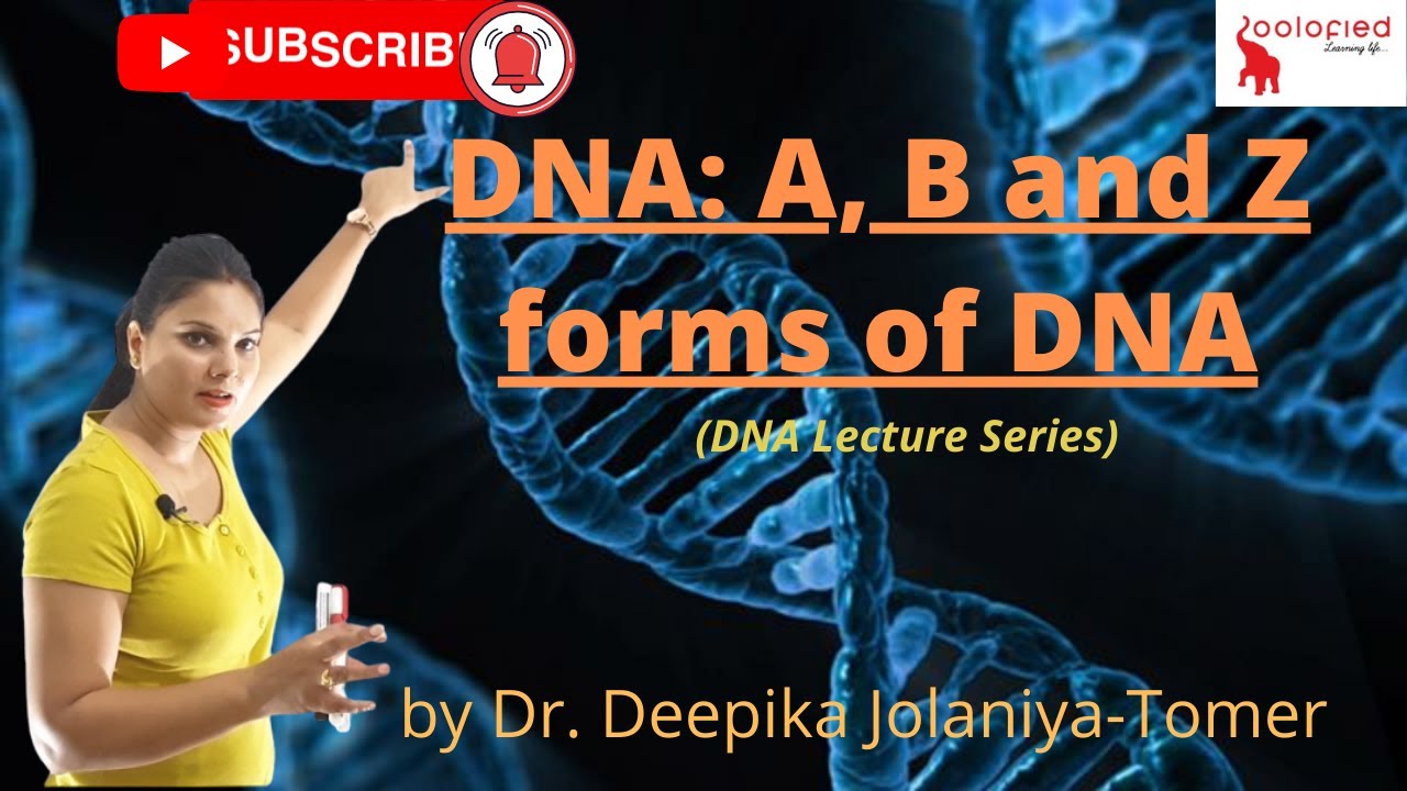 DNA: A, B and Z Form of DNA|by Dr. Deepika Jolaniya-Tomer|2021| - YouTube