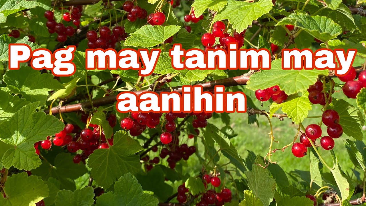 Backyard Fruits in Norway - YouTube