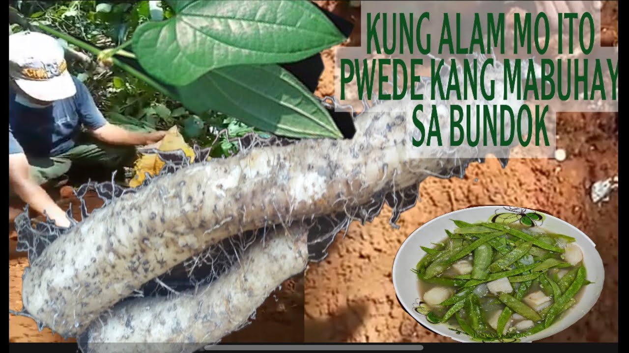 CATCH AND COOK PAKET/KAMANGEG/YAMAIMO/MOUNTAIN JAM - YouTube