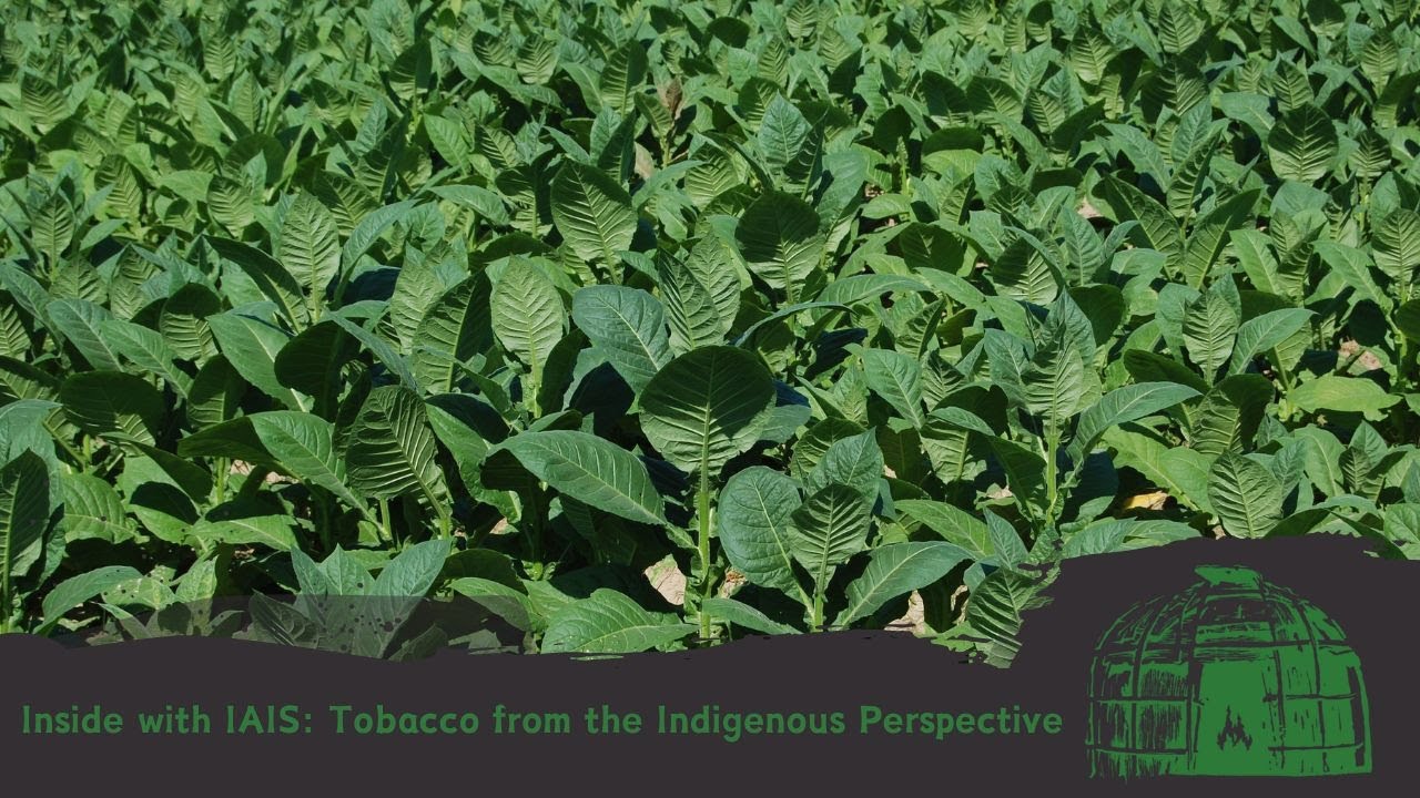 Tobacco from the Indigenous Perspective | Inside with IAIS - YouTube