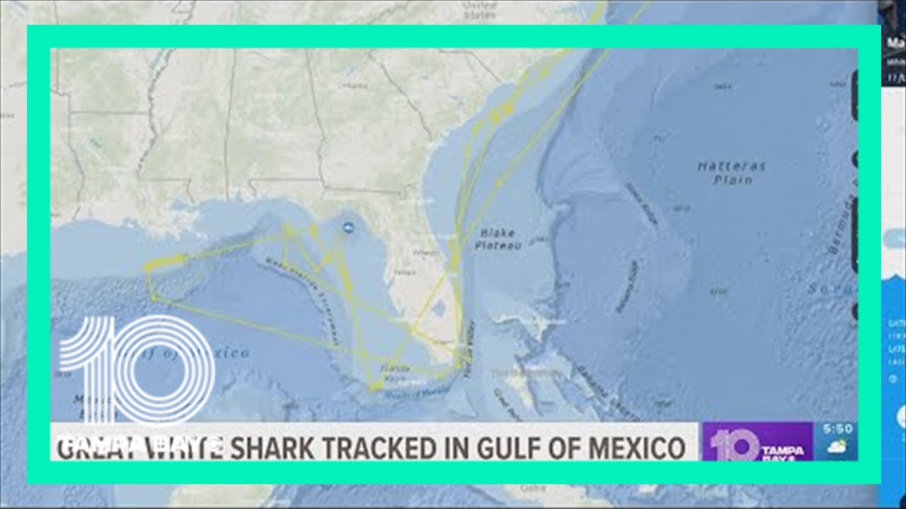 11-foot great white shark pings off coast of Florida - YouTube