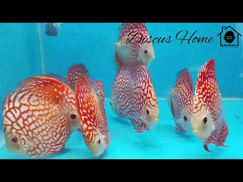 Show Grade Jaguar & Red Eagle Discus | Discus Home | 4K Video - YouTube