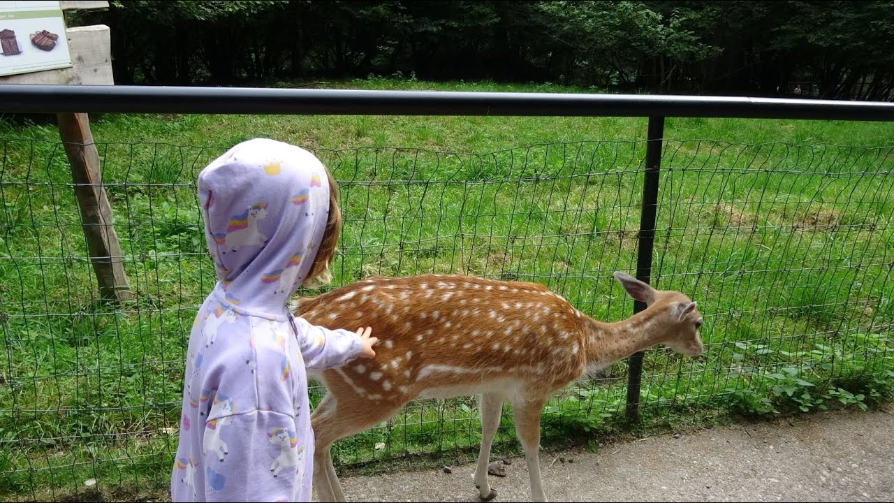 Visita al parque de fauna Aran Park | Bòssost (Val d'Aran) - YouTube