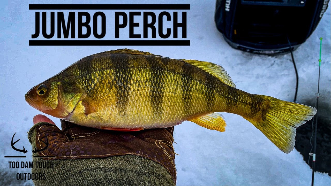 Searching for Jumbo Perch (SUB ZERO TEMPS) - YouTube