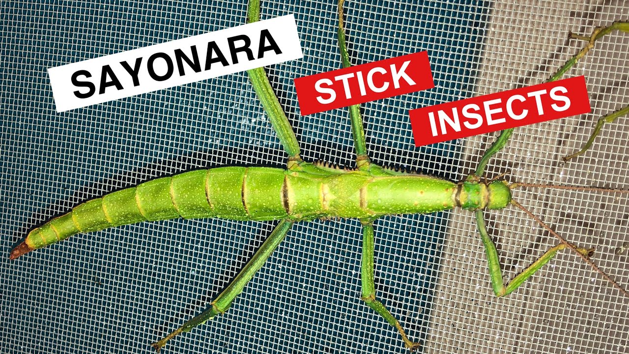 THIS IS A PHASMID FREE ZONE - YouTube