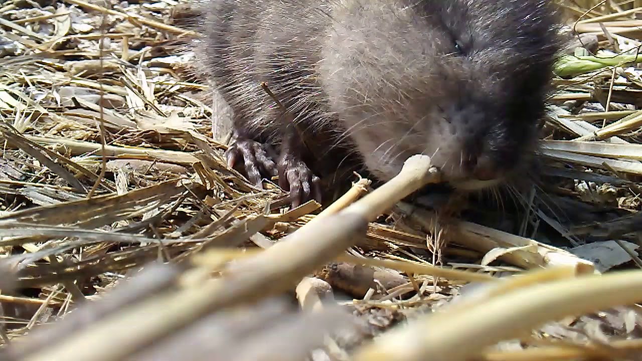 Cute baby muskrat - YouTube