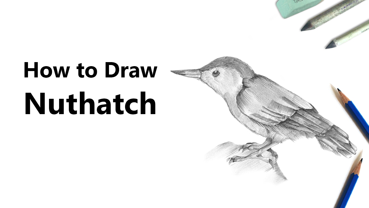 How to Draw a Nuthatch with Pencils [Time Lapse] - YouTube