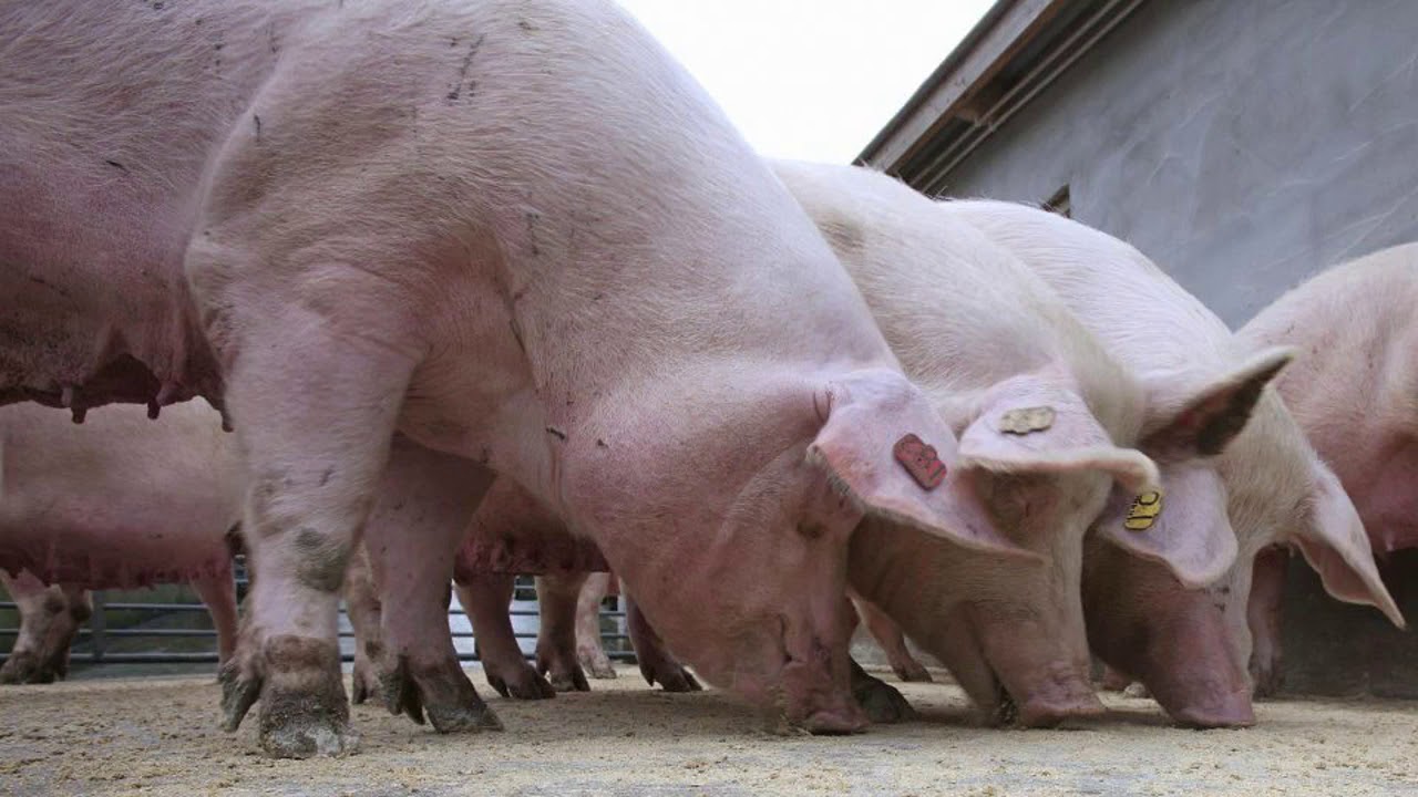 Cranswick’s pork sales to China surge after swine flu outbreak - YouTube