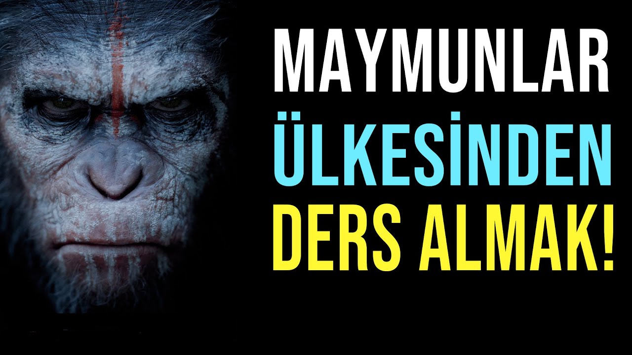MAYMUNLAR ÜLKESİNDEN DERS ALMAK! - YouTube