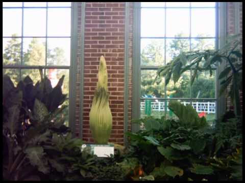 Titan Arum (Corpse Flower) Time Lapse - YouTube