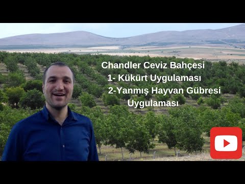 Chandler Ceviz Bahçesi #kükürt uygulaması #phdüşürme #yanmışhayvangübresiuygulaması #organikmadde