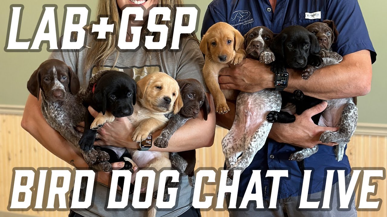 Lab and GSP Puppies Play Together - Bird Dog Chat with Ethan and Kat ...