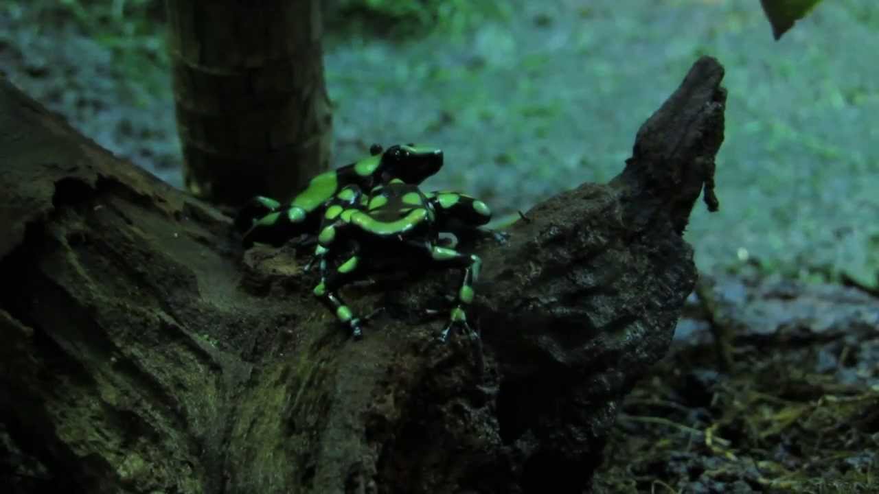 Kokoe poison dart frog, Phyllobates aurotaenia, selvas húmedas del ...