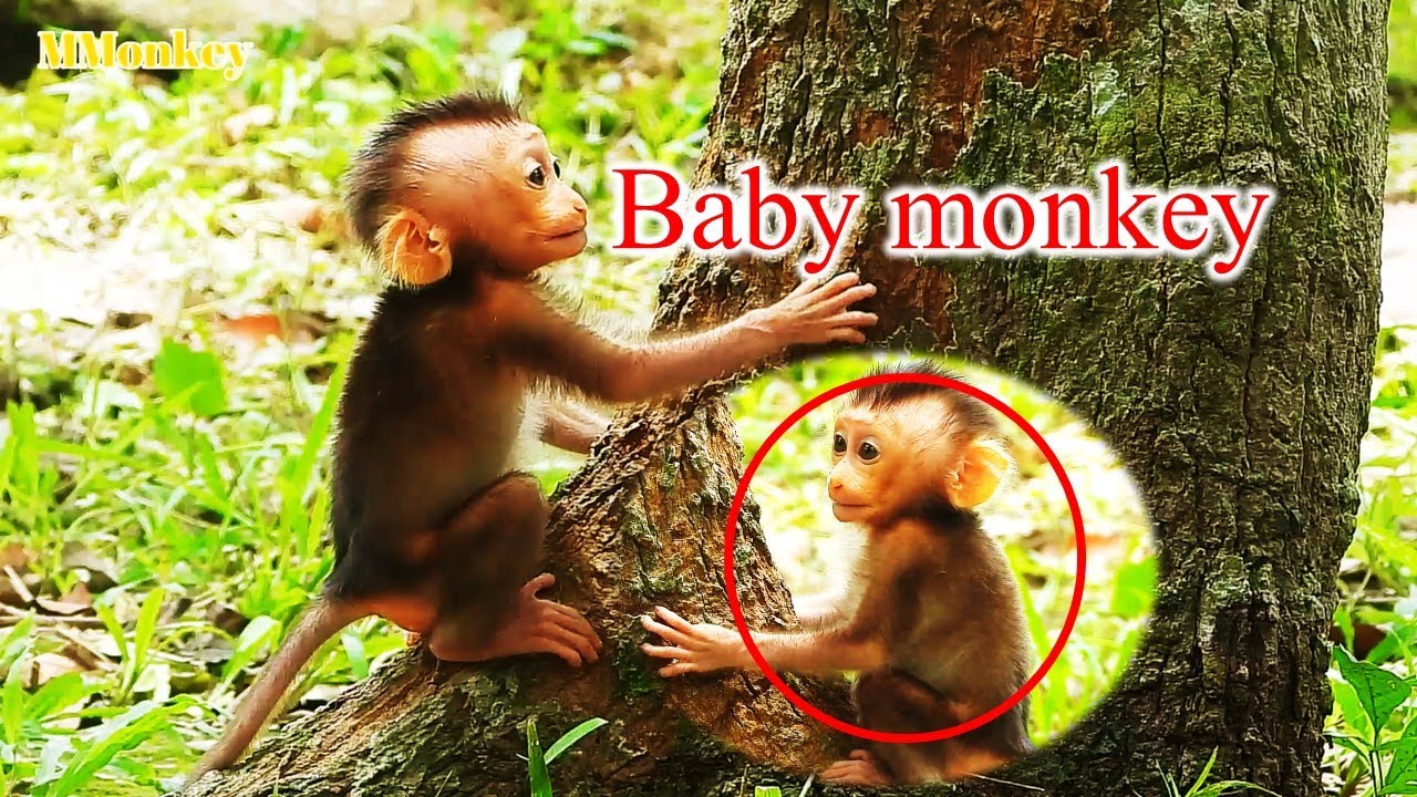 The funny baby monkey likes to play with another monkeys Part 01 || # ...