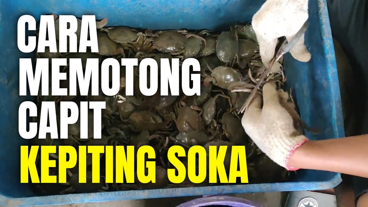 Cara Memotong Capit Kepiting Soka: Gampang Banget! - YouTube