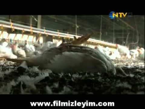 Food, Inc (2008) - YouTube