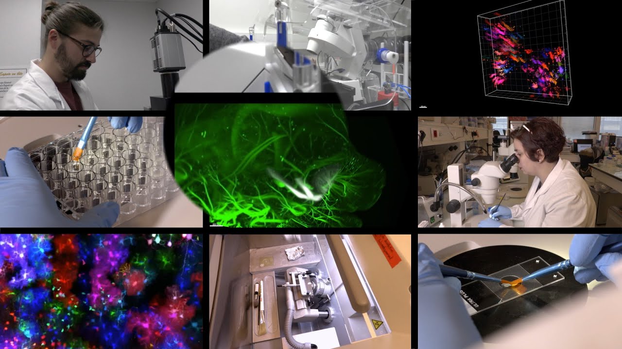 De l'algue à la vision : la thérapie optogénétique - YouTube