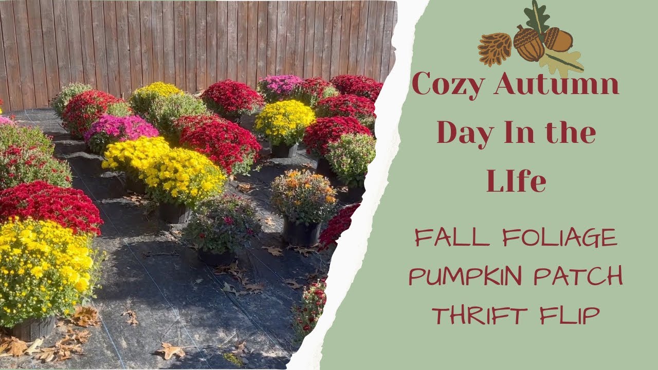 DAY IN THE LIFE//COZY FALL VLOG// FALL FOLIAGE//FREE THRIFT HAUL //FALL ...