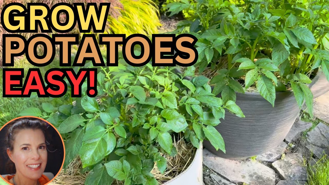 Growing POTATOES in Containers is SO EASY! - YouTube