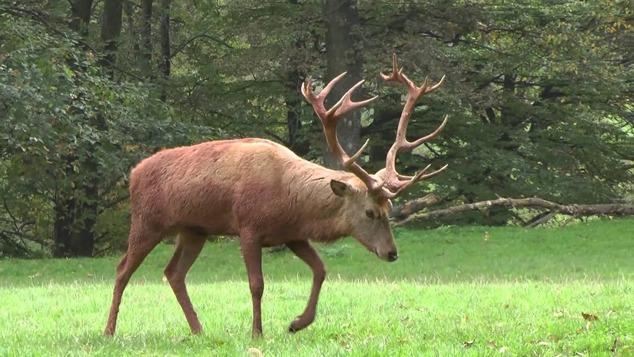 Hirsche in der Brunft - YouTube