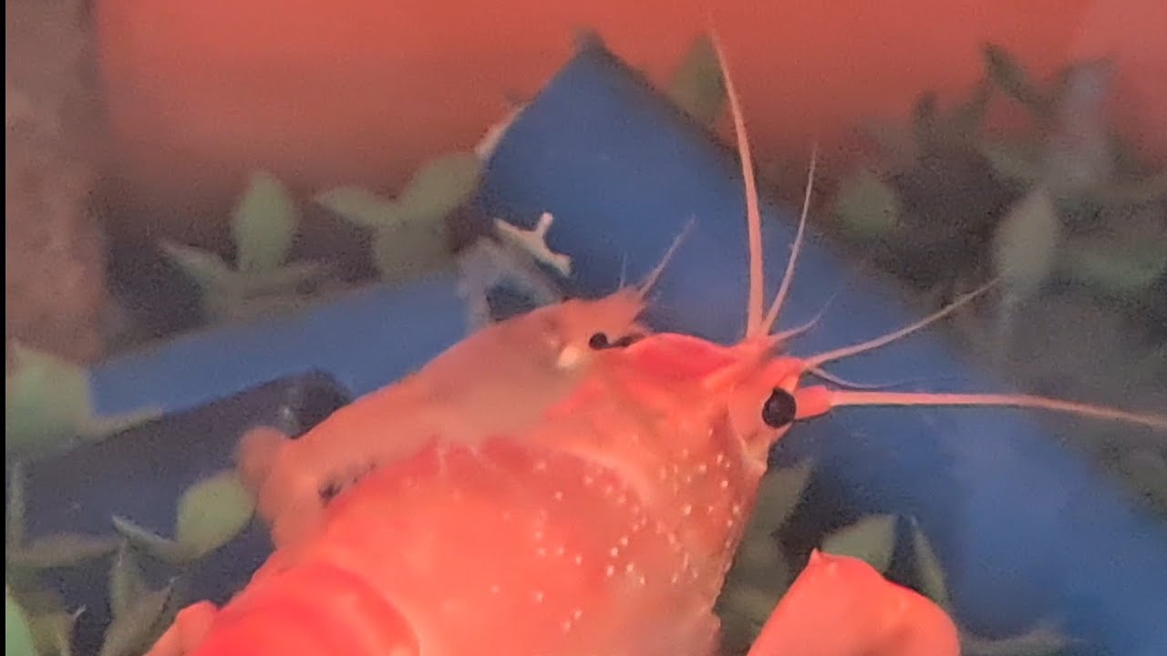 MOTHER CRAYFISH CARRYING HER CUTE BABY OUTDOOR 75-GALLON BREEDING TANK ...