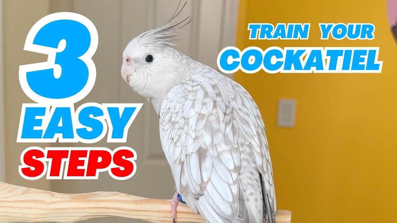 3 EASY Steps to Train Cockatiel - YouTube