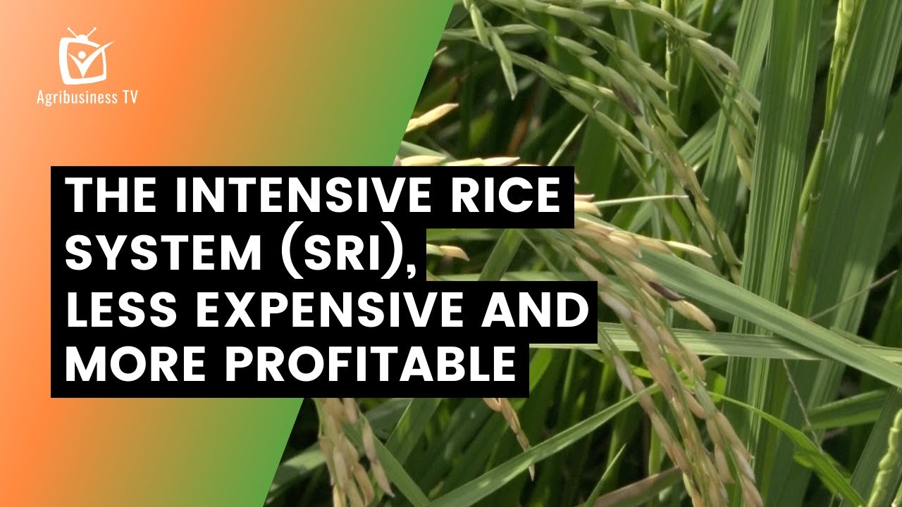 The Intensive Rice System (SRI), less expensive and more profitable ...