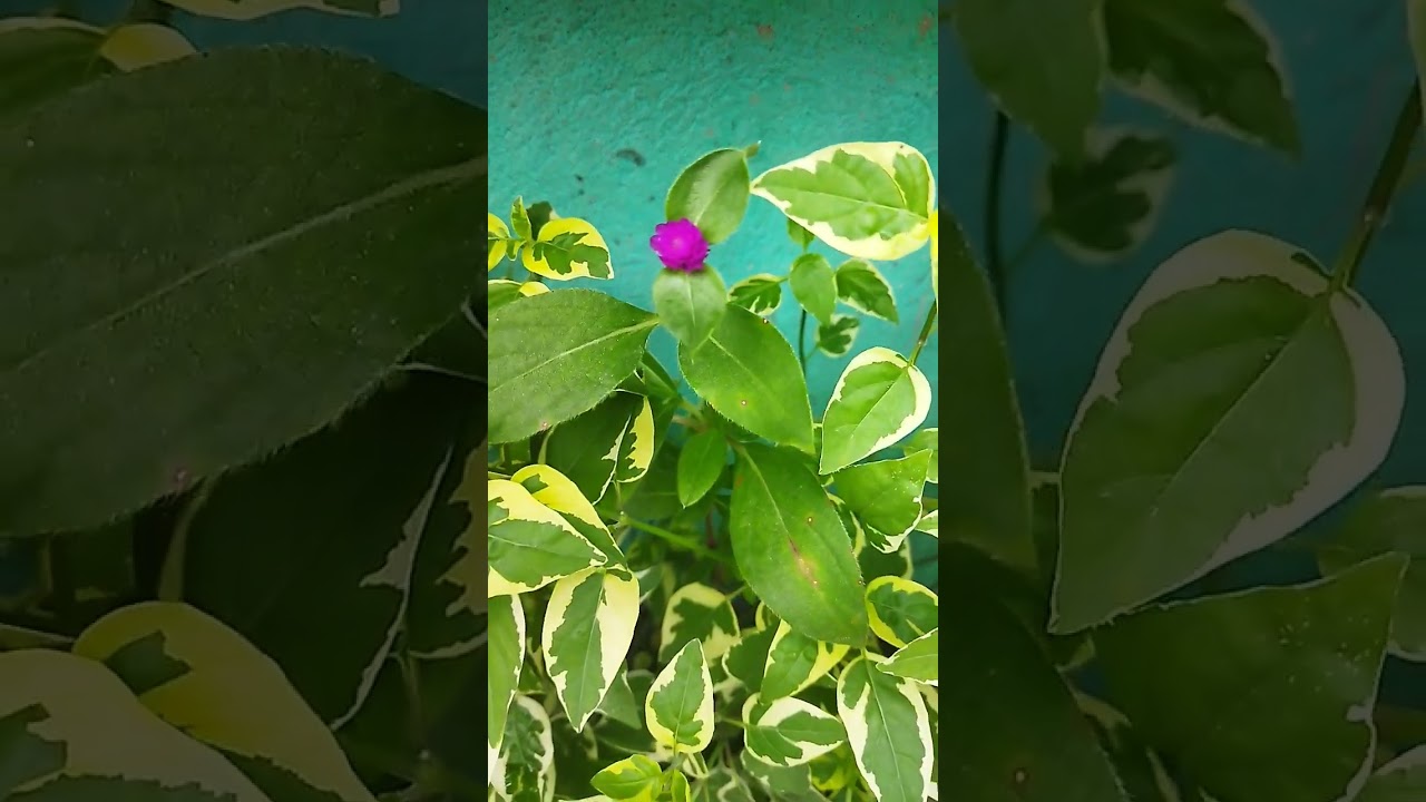 Beautiful Flower#Short - YouTube