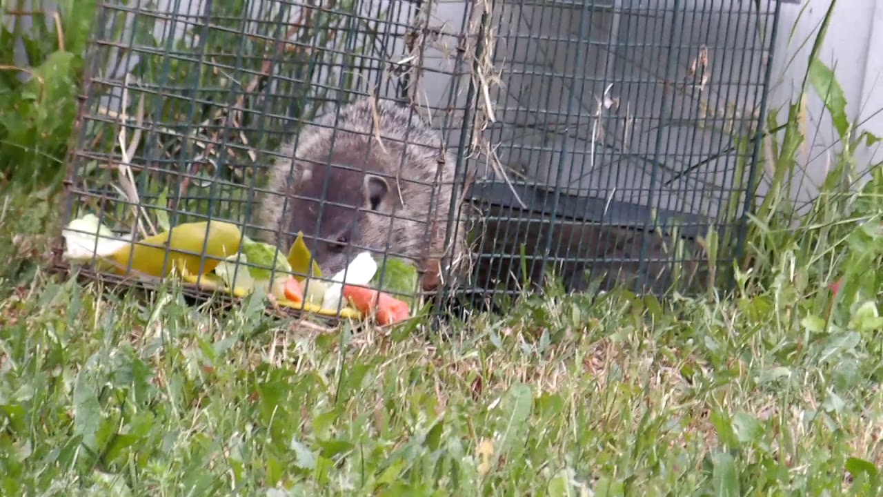 Groundhog got away - YouTube
