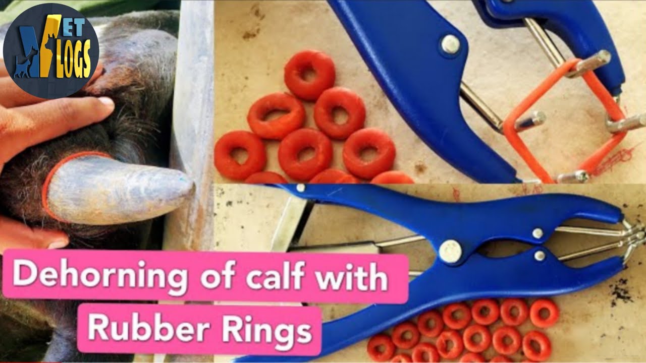 Dehorning with Rubber Rings || Dehorning || Band for dehorning - YouTube